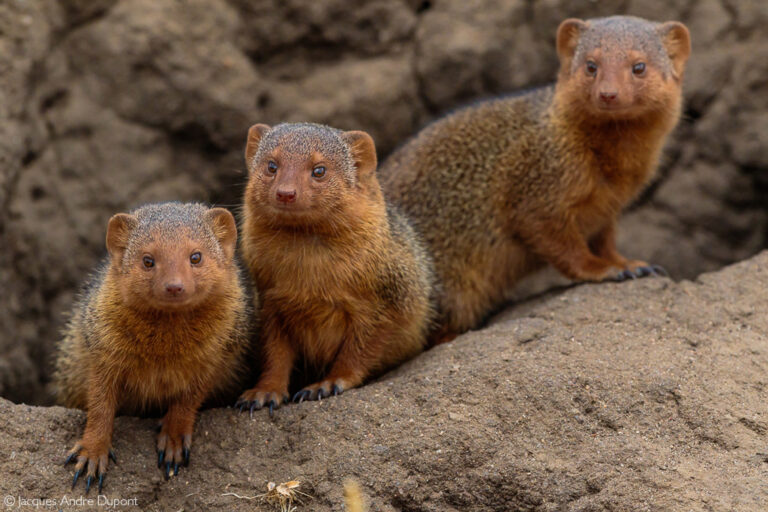 Dwarf mongoose - Africa Geographic