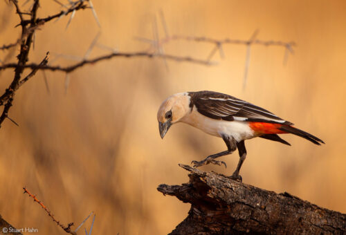 Photographer of the Year 2023 Weekly Selection: Week 7 - Africa Geographic
