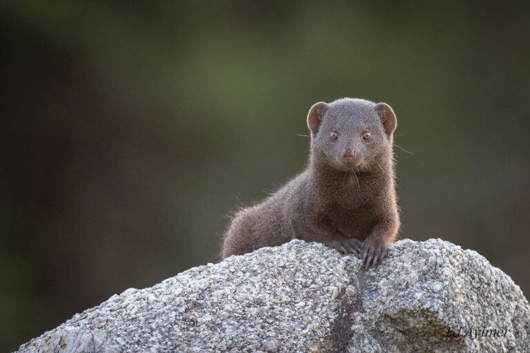 Dwarf mongoose - Africa Geographic