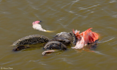 Photographer of the Year 2023 Weekly Selection: Week 11 - Africa Geographic
