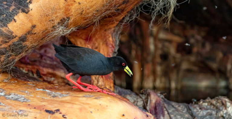 Photographer of the Year 2023 Weekly Selection: Week 10 - Africa Geographic