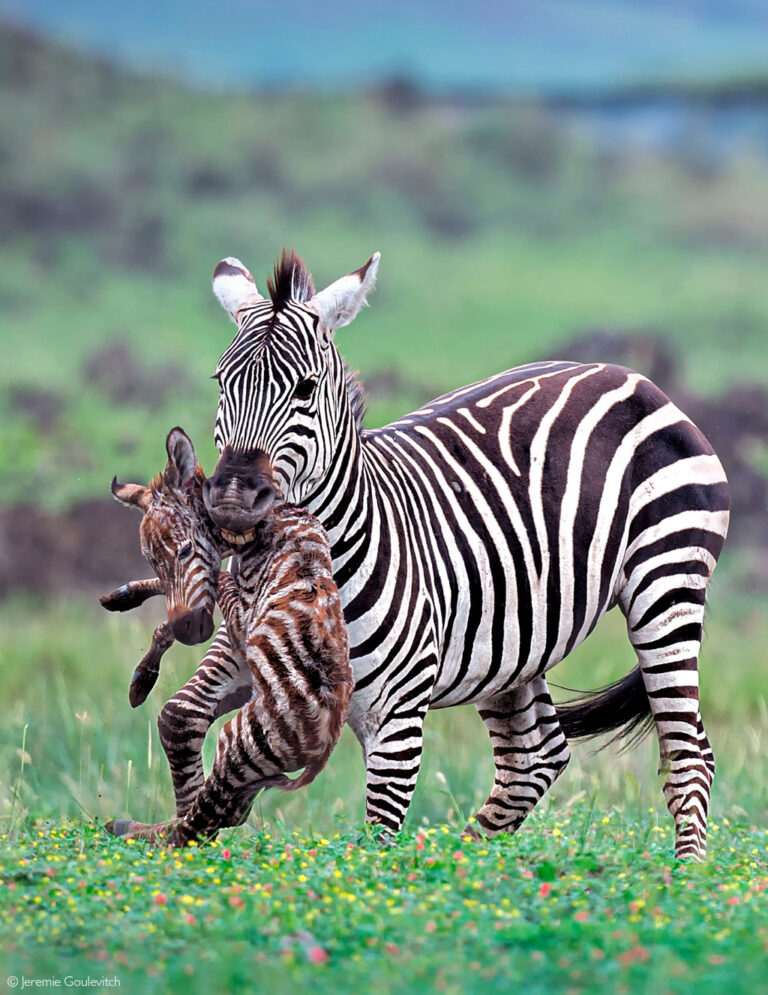 Photographer of the Year 2023 Weekly Selection: Week 10 - Africa Geographic