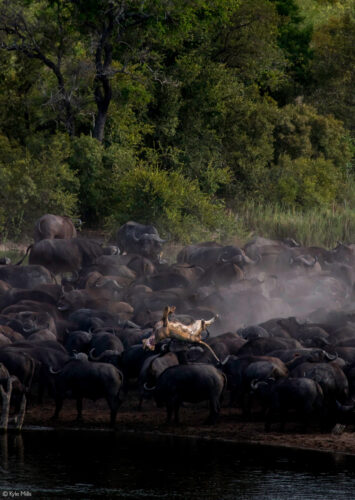 Photographer of the Year 2023 Weekly Selection: Week 9 - Africa Geographic