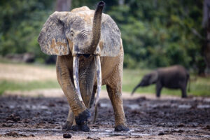 Photographer of the Year 2023 Winners - Africa Geographic