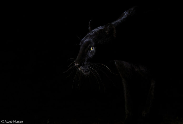 Photographer of the Year 2023 Finalists - Gallery 2 - Africa Geographic