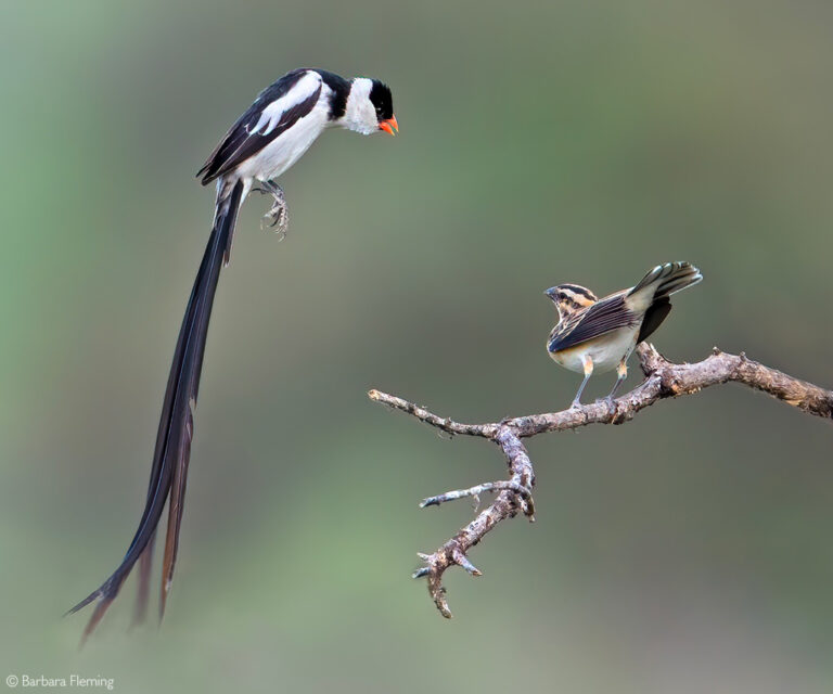 Photographer of the Year 2023 Top 101 - Gallery 4 - Africa Geographic