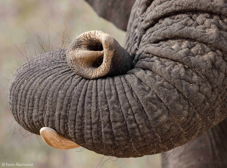 Photographer of the Year 2023 Top 101 - Gallery 4 - Africa Geographic