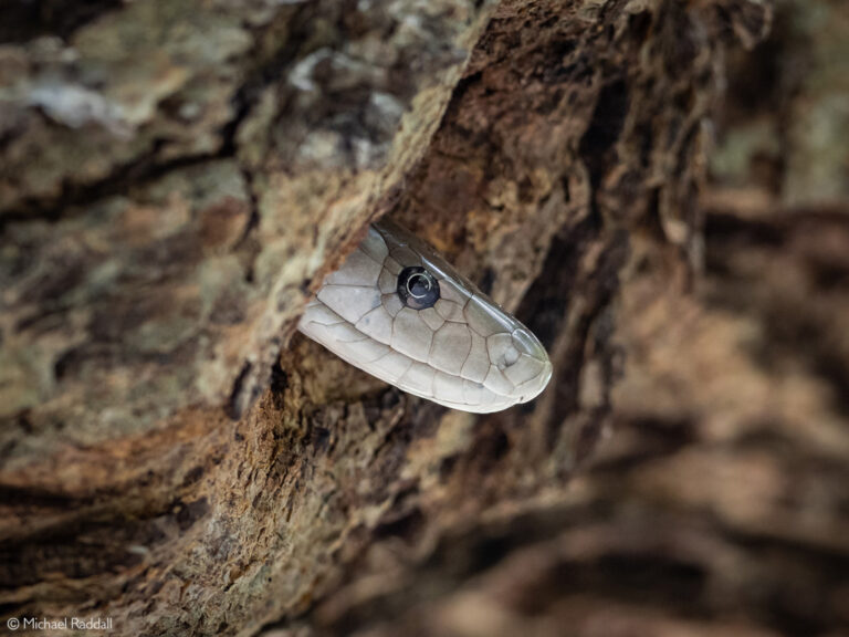 Photographer of the Year 2023 Top 101 - Gallery 4 - Africa Geographic
