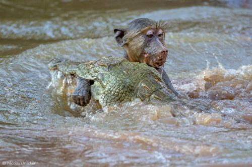 Photographer of the Year 2023 Top 101 - Gallery 3 - Africa Geographic