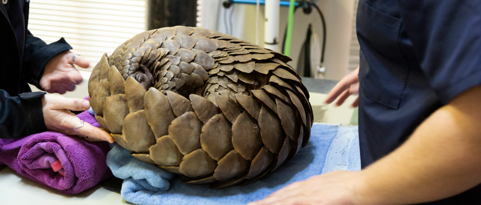 Save a pangolin - Africa Geographic