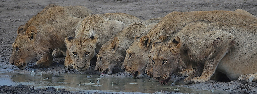 Collar a lion - Africa Geographic