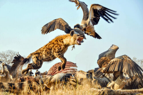 Photographer of the Year 2023 Finalists - Gallery 2 - Africa Geographic