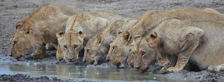 Collar a lion - Africa Geographic
