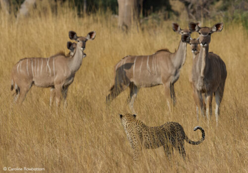 Kudu - Africa Geographic