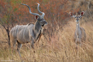 Kudu - Africa Geographic