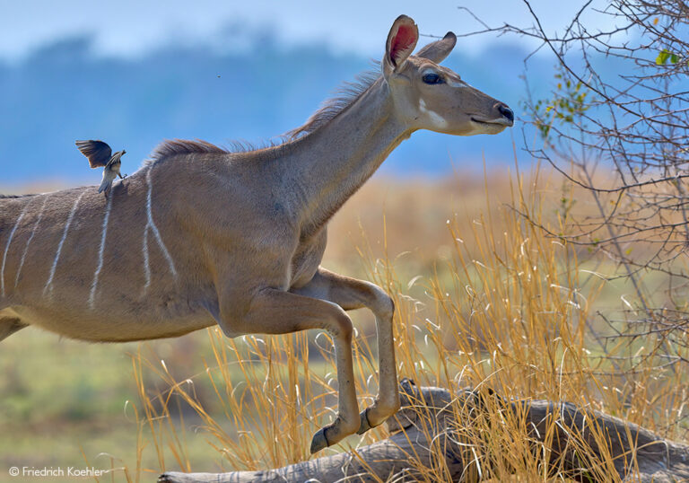 Kudu - Africa Geographic