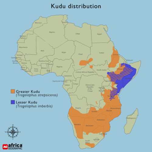 Kudu - Africa Geographic