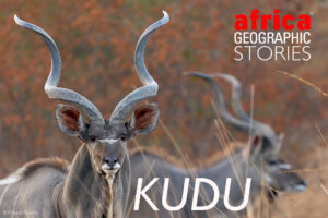 Kudu - Africa Geographic