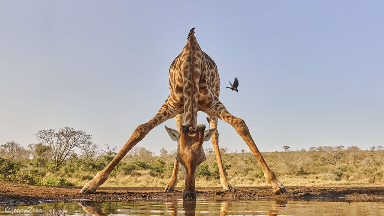 Towering intellect? How scientists discovered that giraffe can use ...