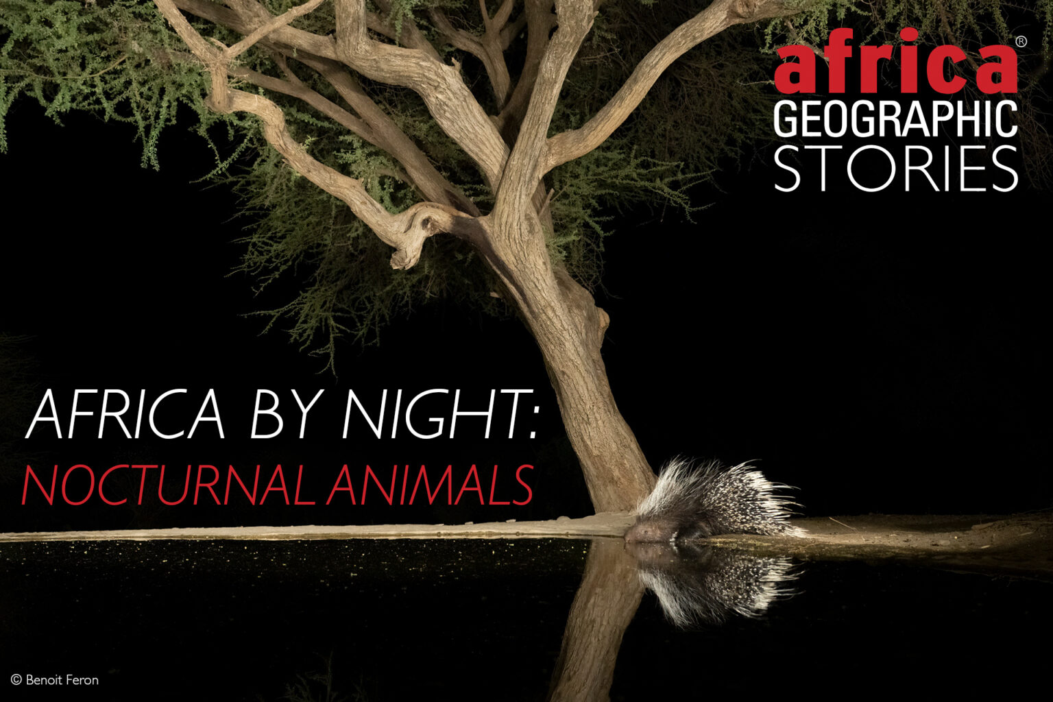 Africa by night - 12 nocturnal animals and where to find them - Africa ...