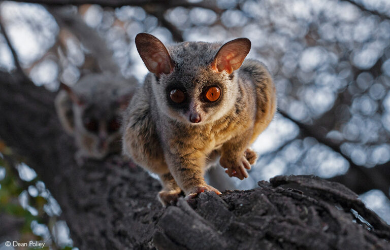 Africa by night - 12 nocturnal animals and where to find them - Africa ...