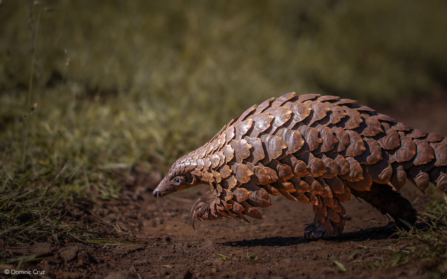 Africa by night - 12 nocturnal animals and where to find them - Africa ...