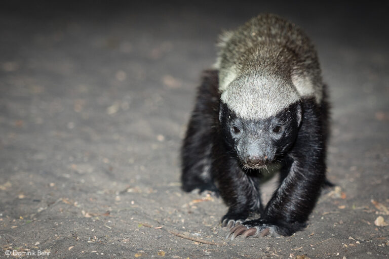 Africa by night - 12 nocturnal animals and where to find them - Africa ...