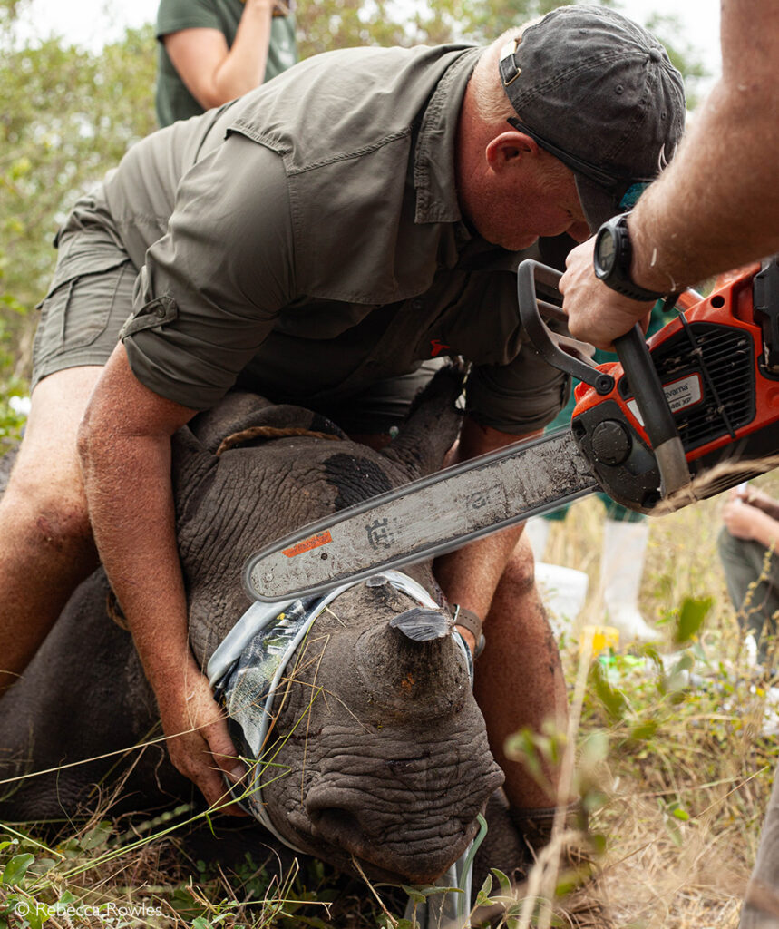 Missing the point: new study suggests that dehorning can negatively ...