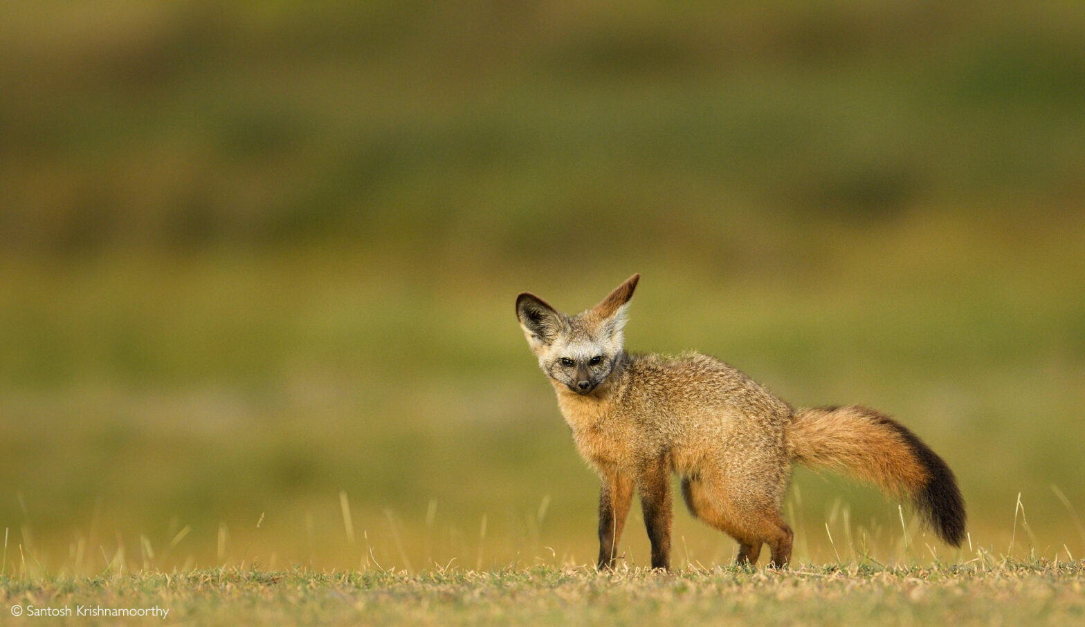 Africa by night - 12 nocturnal animals and where to find them - Africa ...
