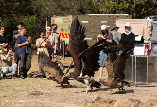 Vultures successfully released after poisoning incident - Africa Geographic