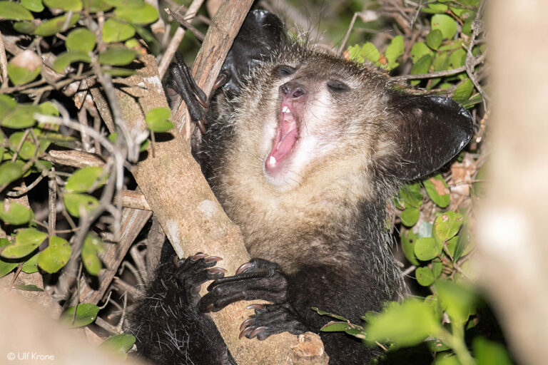 Africa by night - 12 nocturnal animals and where to find them - Africa ...