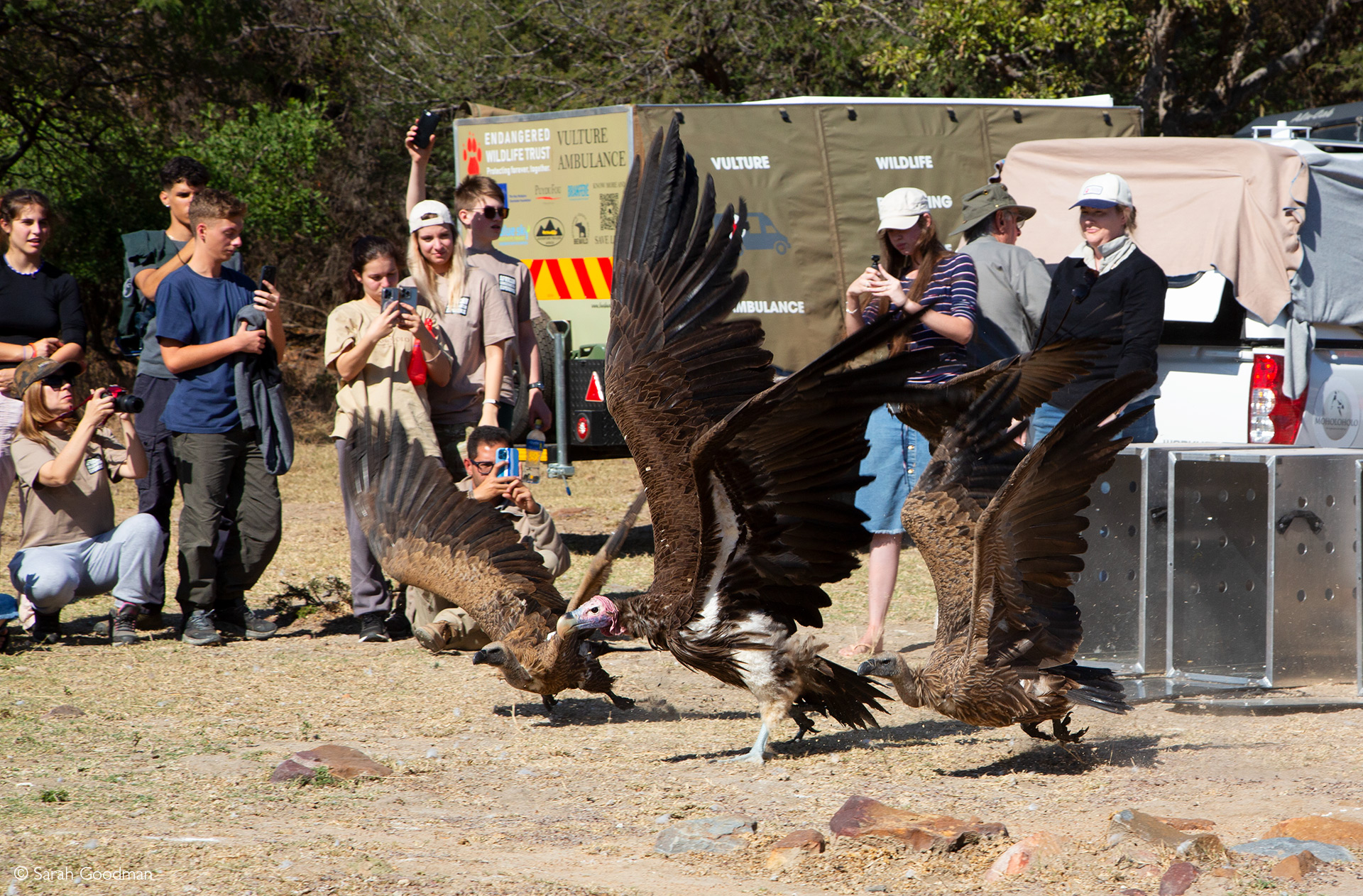 Vultures successfully released after poisoning incident - Africa Geographic