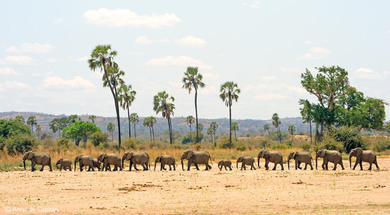 Come on a Tanzania safari with us