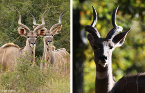 Kudu - Africa Geographic