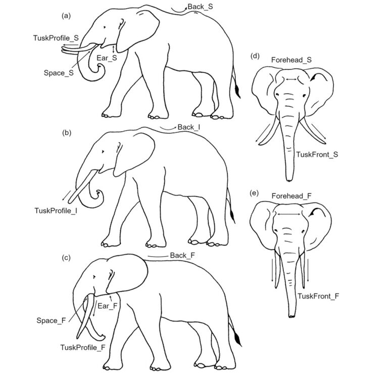 The hybrid elephants of Kibale – new research on how to distinguish ...