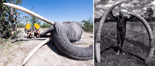 Trophy hunting in Botswana’s NG13: we follow the money - Africa Geographic