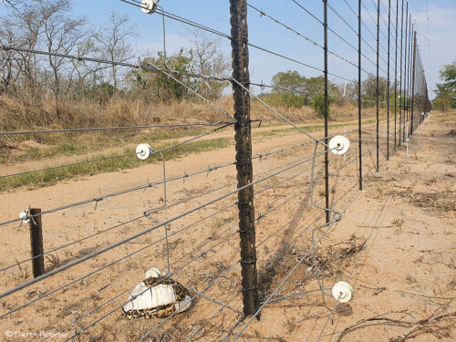 “Shock” value – the animal toll of electric fences - Africa Geographic