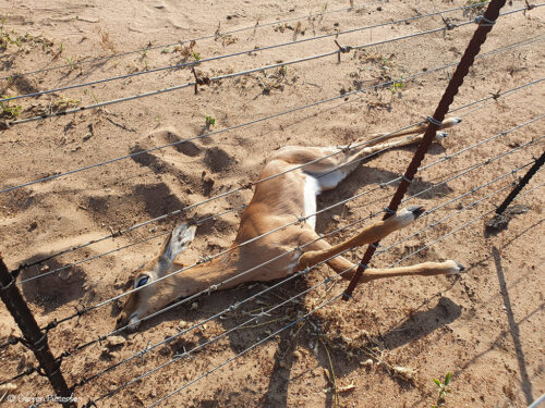 “Shock” value – the animal toll of electric fences - Africa Geographic