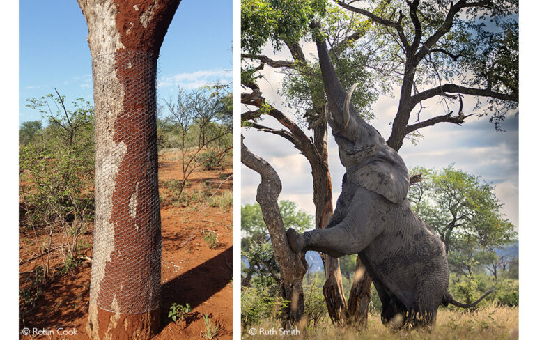Net win - saving Africa's trees from elephants - Africa Geographic