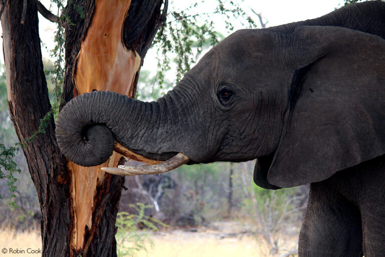 Net win - saving Africa's trees from elephants - Africa Geographic