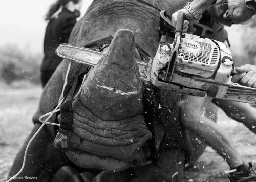 The science behind keeping the rhinos of Greater Kruger safe - Africa ...