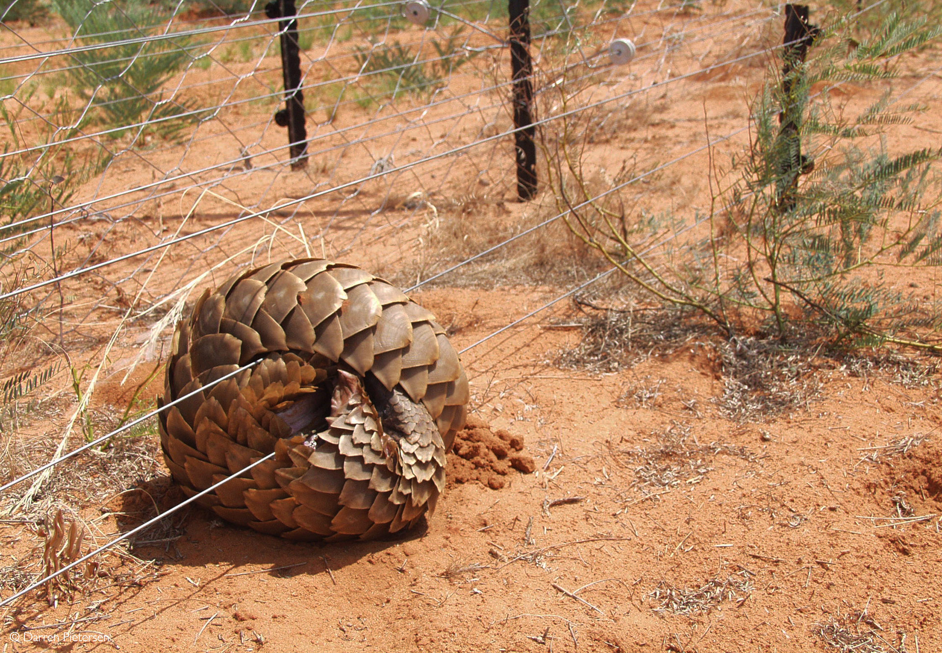 “Shock” value – the animal toll of electric fences - Africa Geographic