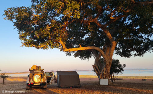 Resilience and renaissance in Matusadona - Africa Geographic