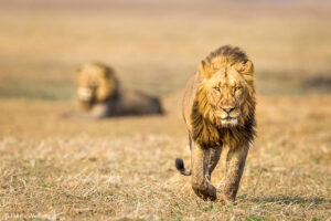 The fragile kingdoms of the African lion - Africa Geographic