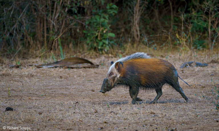 The wild pigs of Africa - Africa Geographic