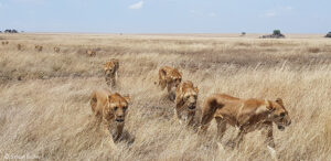 The fragile kingdoms of the African lion - Africa Geographic
