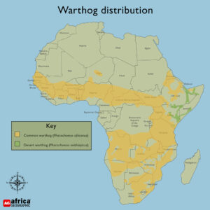 The wild pigs of Africa - Africa Geographic