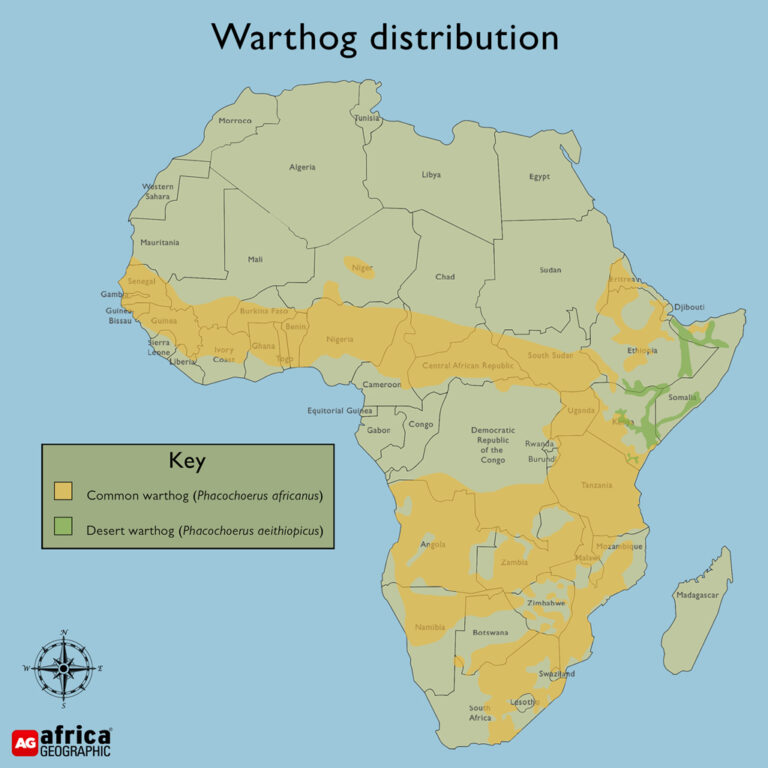 The wild pigs of Africa - Africa Geographic