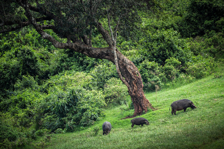 The wild pigs of Africa - Africa Geographic
