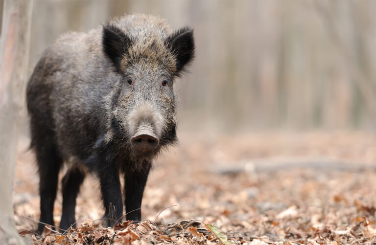 The wild pigs of Africa - Africa Geographic